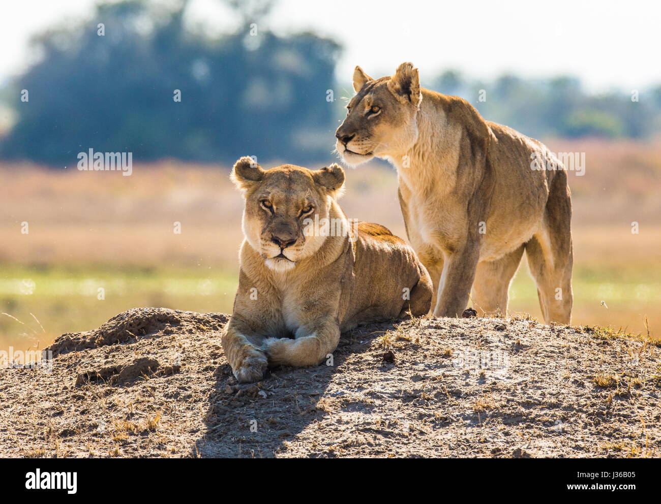 Two lionesses are lying on the hill. Okavango Delta Stock Photo - Alamy