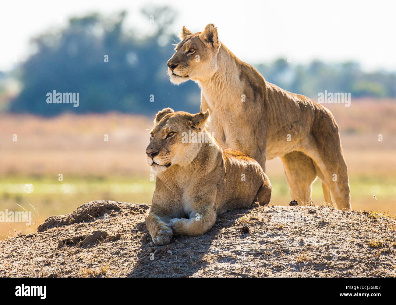Two lionesses are lying on the hill. Okavango Delta Stock Photo - Alamy