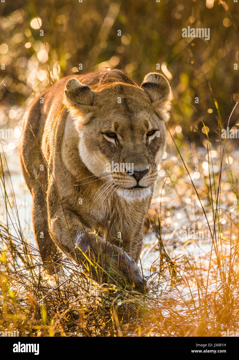 Okavango lion swimming hi-res stock photography and images - Alamy