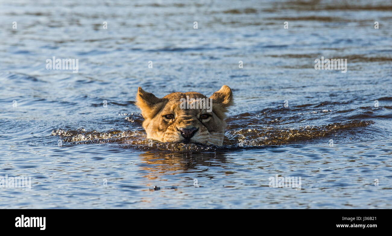 Lioness is swimming through the swamp. Okavango Delta Stock Photo - Alamy