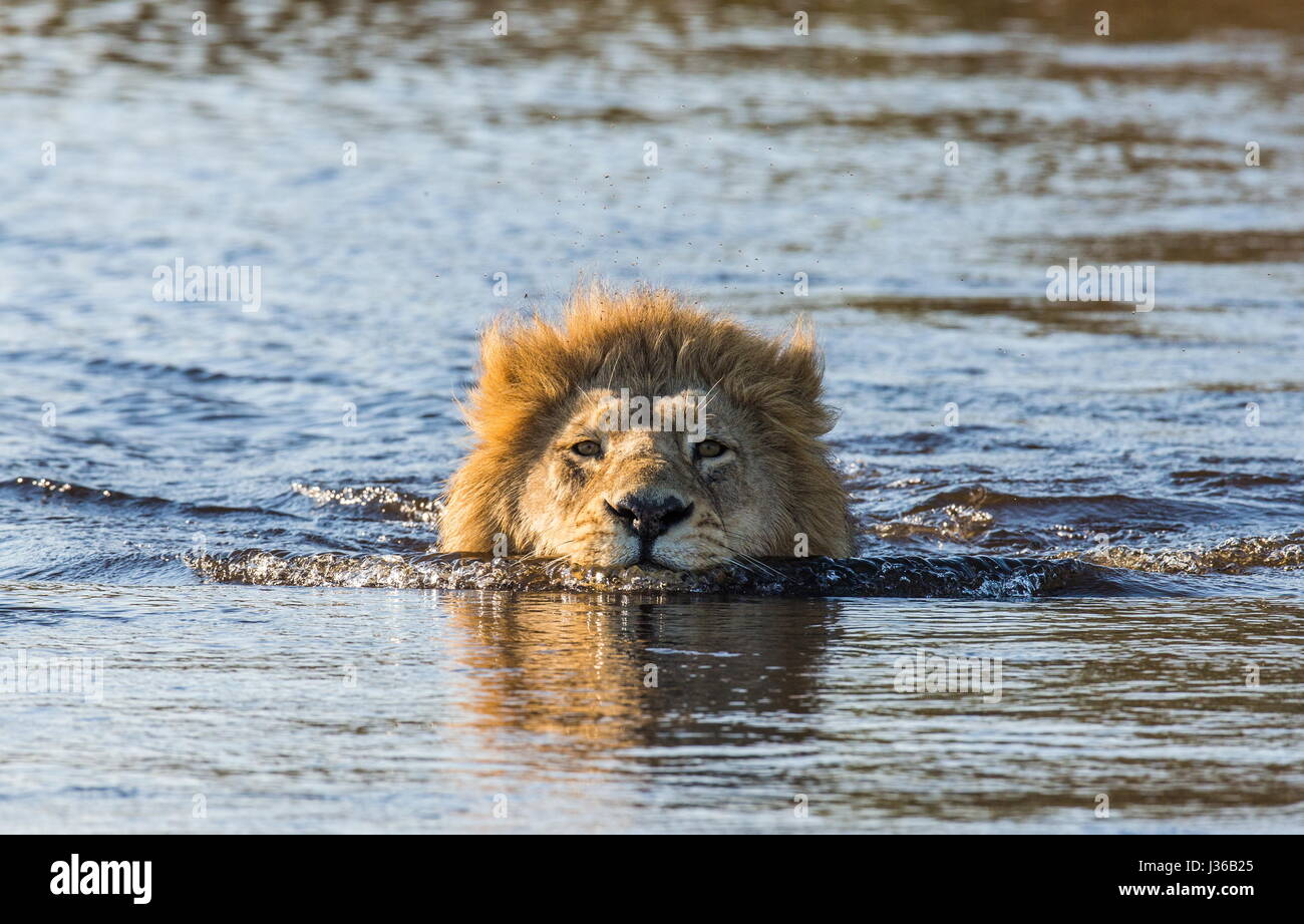 Lion goes through the swamp. Okavango Delta Stock Photo - Alamy