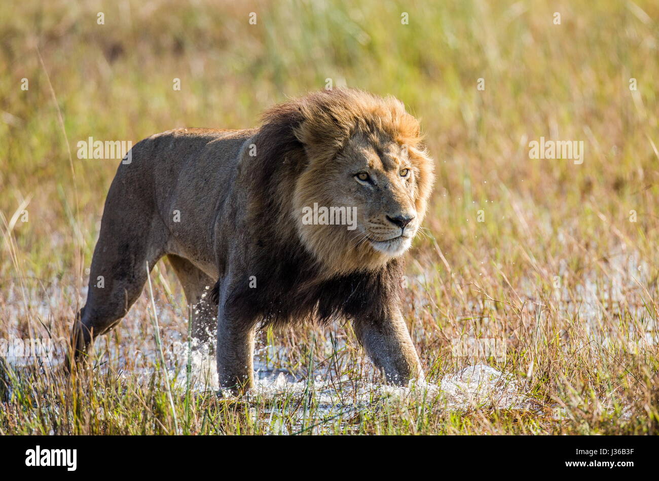 Lion goes through the swamp. Okavango Delta Stock Photo - Alamy