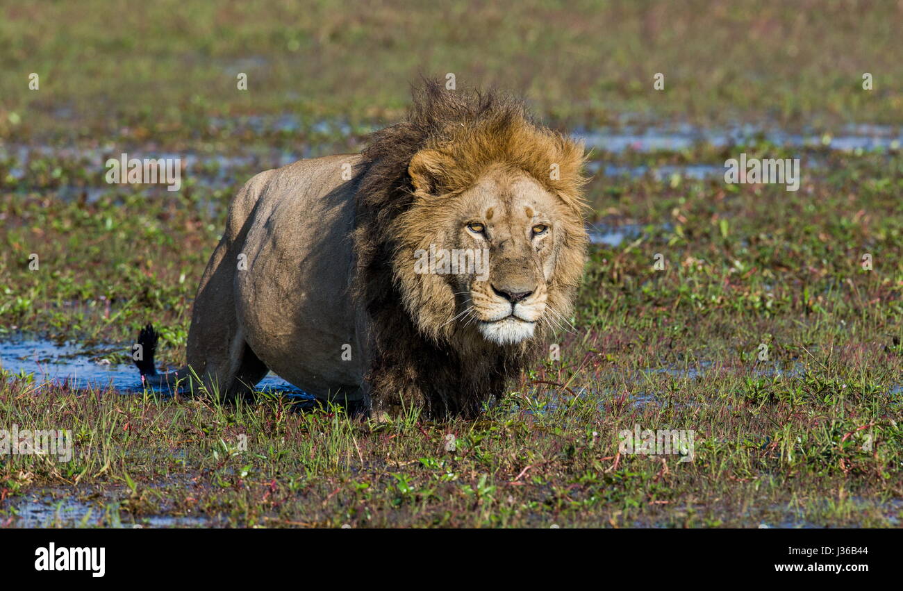 Lion goes through the swamp. Okavango Delta Stock Photo - Alamy