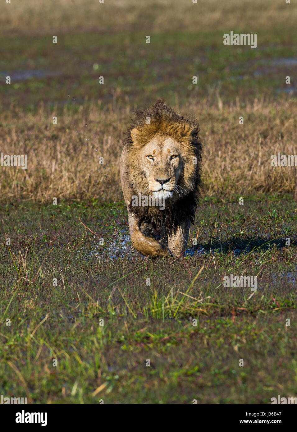 Lion goes through the swamp. Okavango Delta Stock Photo - Alamy