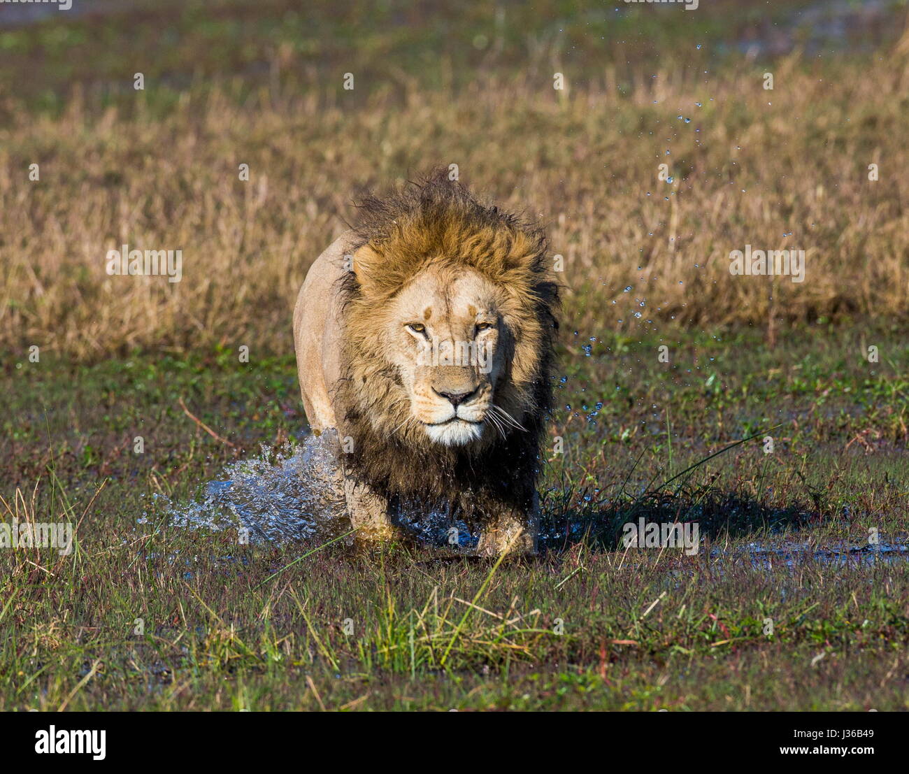 Lion goes through the swamp. Okavango Delta Stock Photo - Alamy