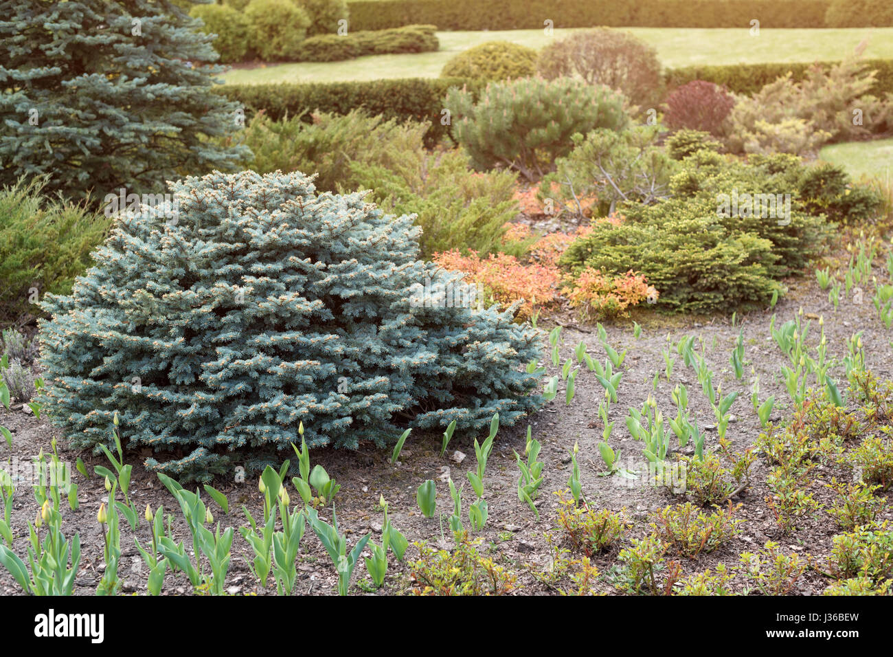 Garden with topiary landscape. Landscaping in the park Stock Photo - Alamy