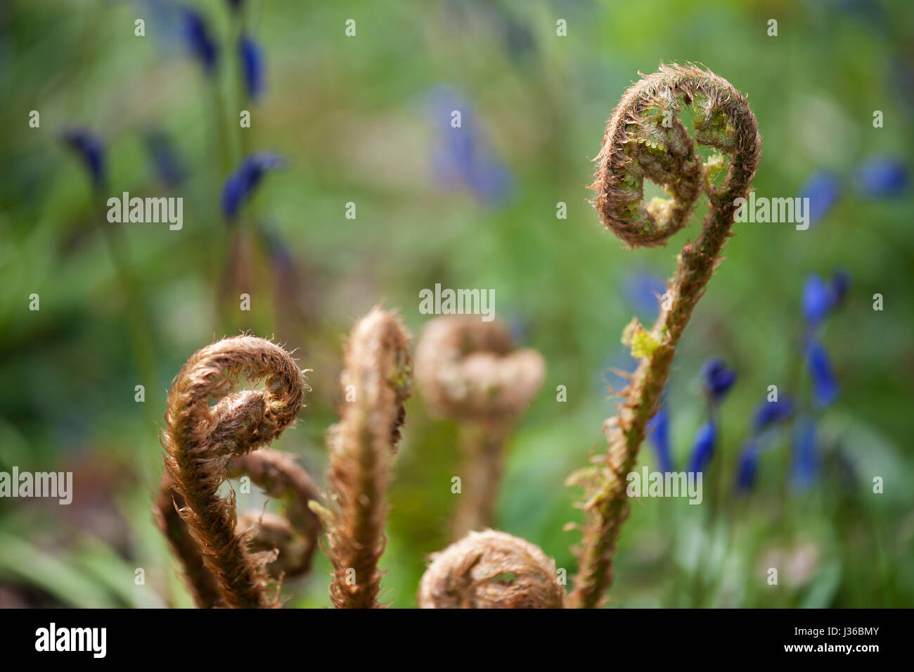 A fern unfurling in a spring woodland Stock Photo - Alamy