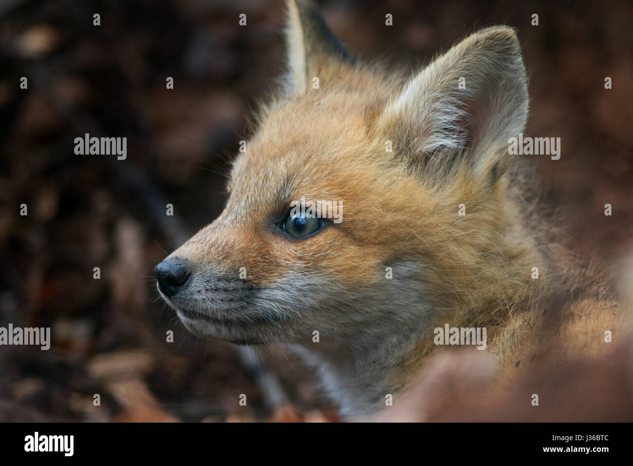 Fox Cub Profile Stock Photo - Alamy