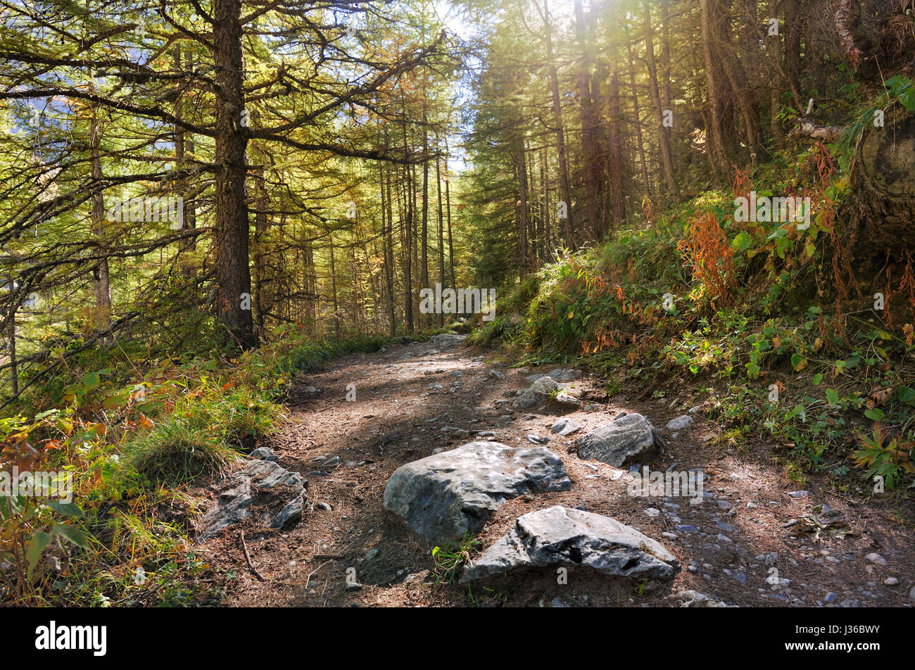 path crossing forest of larches in mountain Stock Photo - Alamy