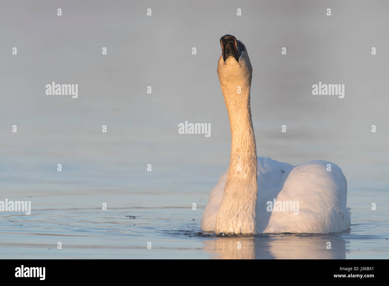 Wild Trumpeter Swans in Minnesota Stock Photo - Alamy