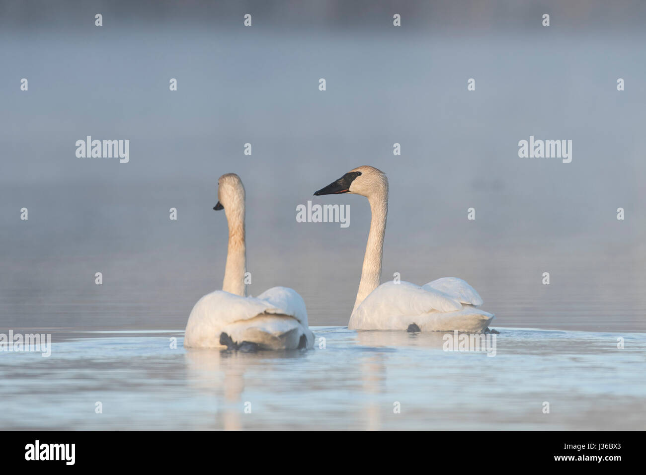 Wild Trumpeter Swans in Minnesota Stock Photo - Alamy