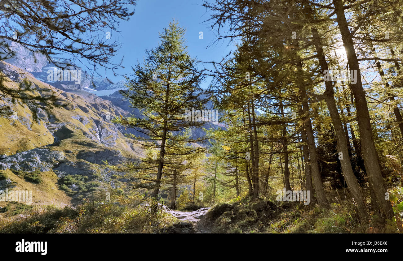 Tamarack larches hi-res stock photography and images - Alamy