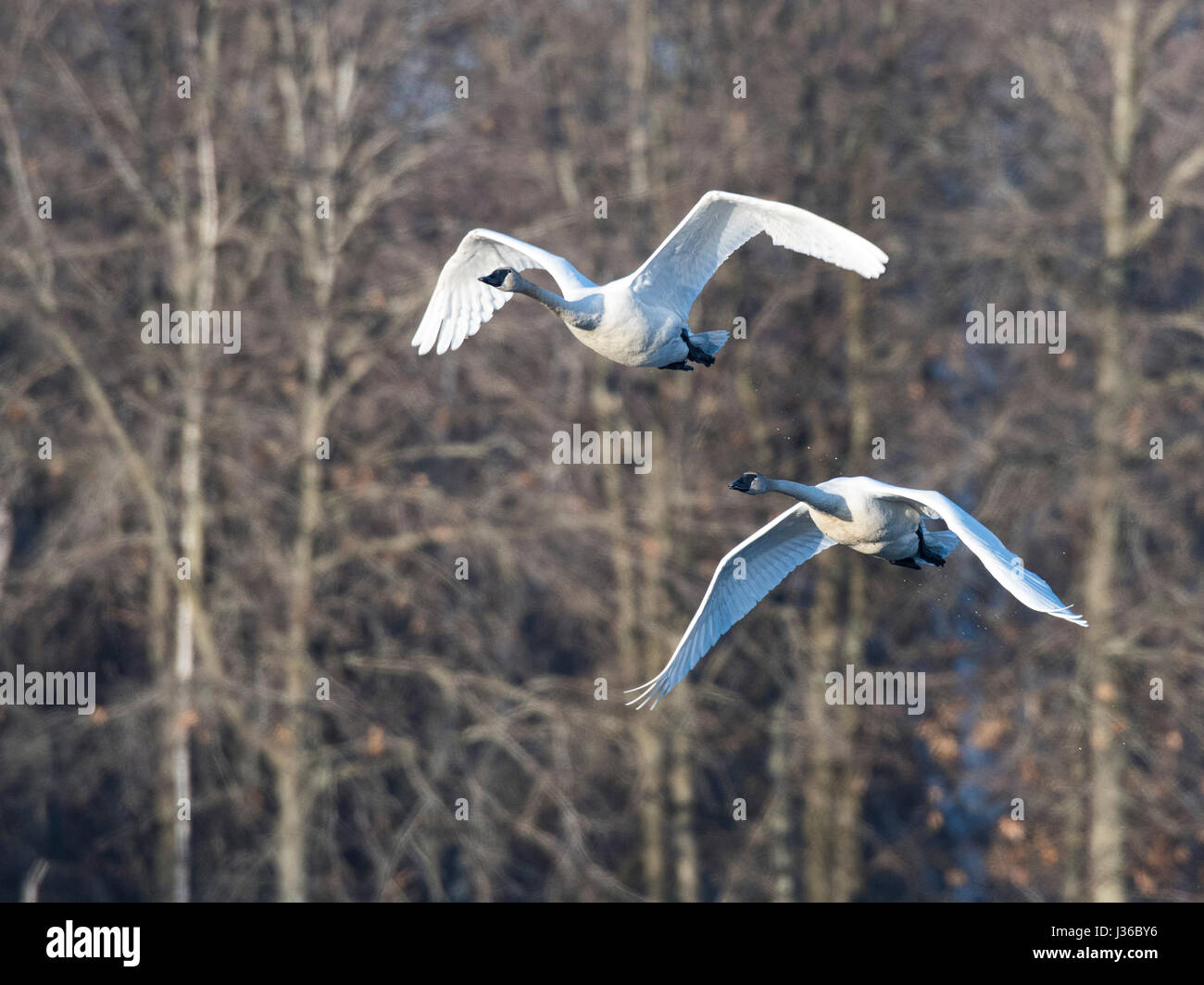 Flying trumpeter swans hi-res stock photography and images - Alamy