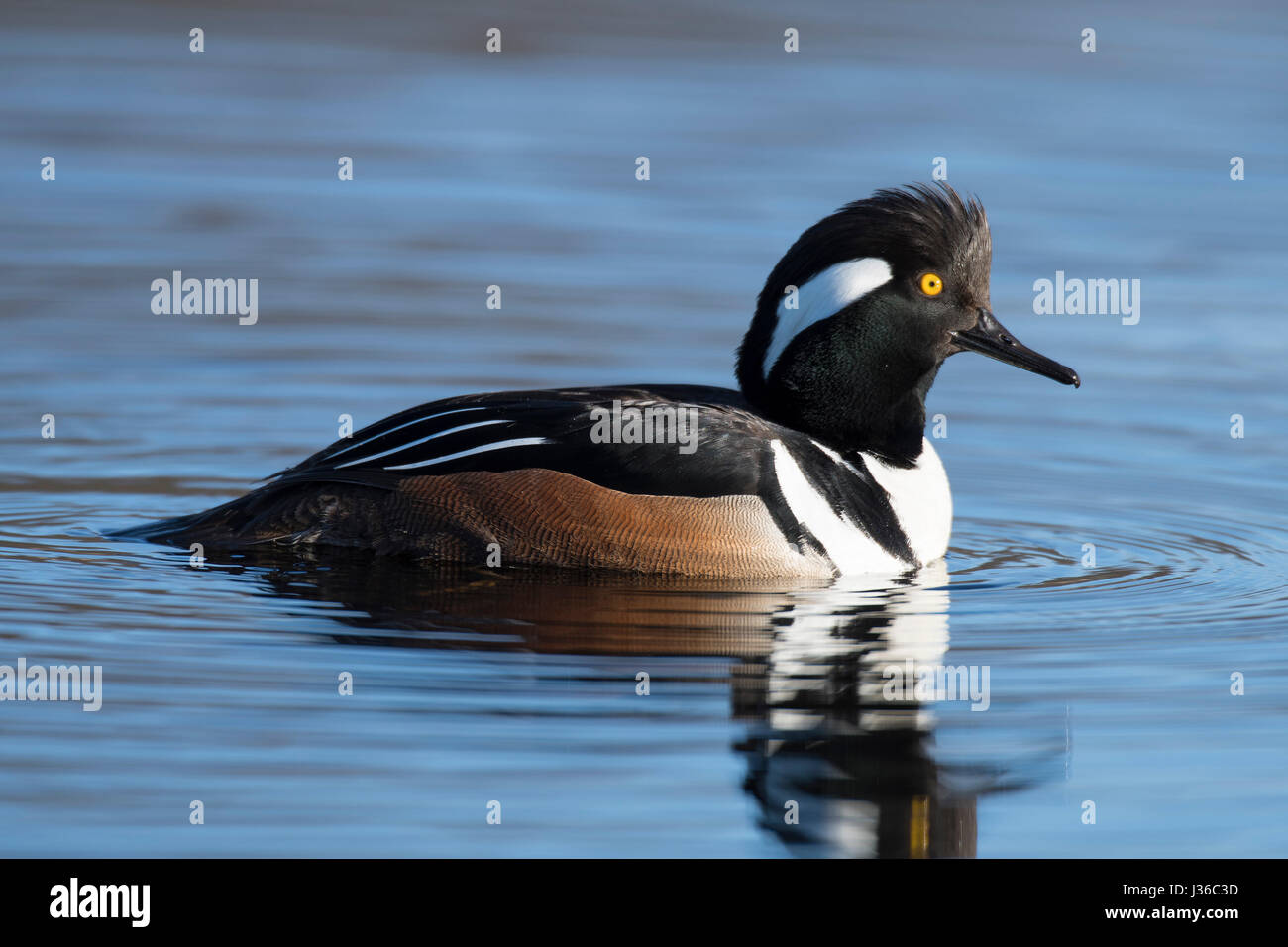 Hooded Mergansers in the spring in Minnesota Stock Photo - Alamy