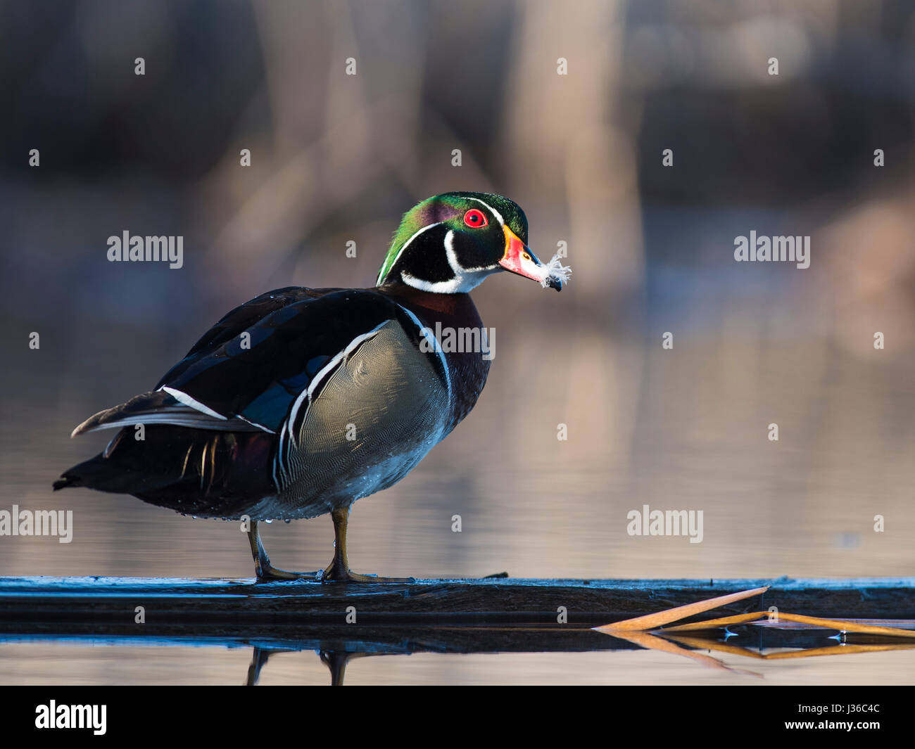Courtship wood duck hi-res stock photography and images - Alamy