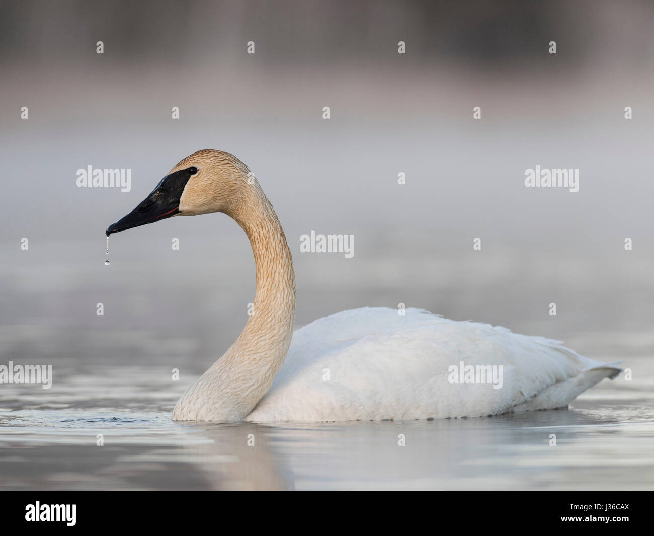 Wild Trumpeter Swans in Minnesota Stock Photo - Alamy