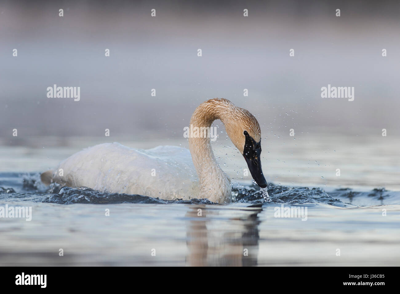 Wild Trumpeter Swans in Minnesota Stock Photo - Alamy