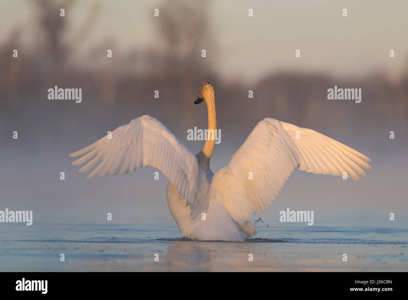 Wild Trumpeter Swans in Minnesota Stock Photo - Alamy