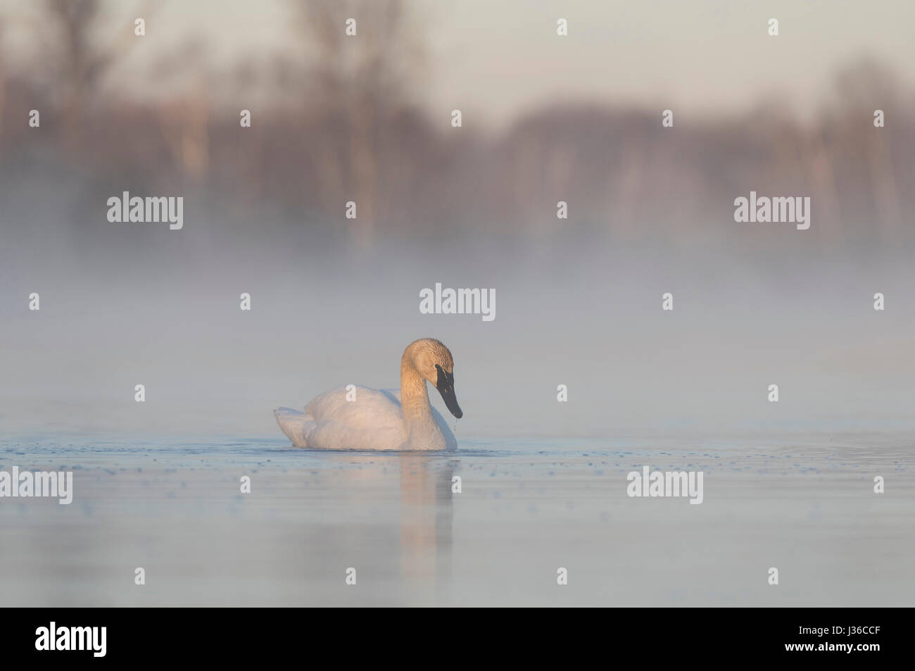 Wild Trumpeter Swans in Minnesota Stock Photo - Alamy
