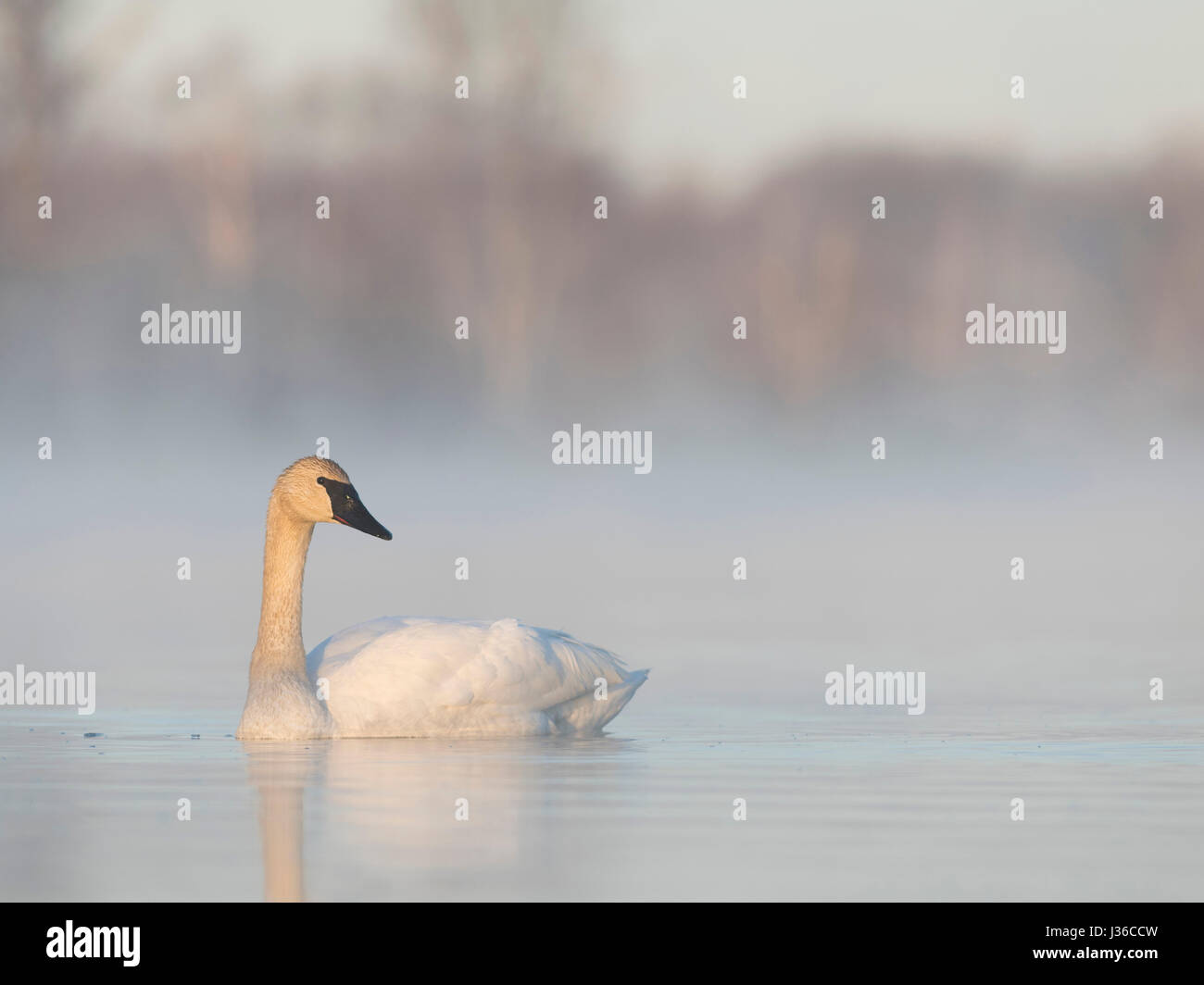 Wild Trumpeter Swans in Minnesota Stock Photo - Alamy