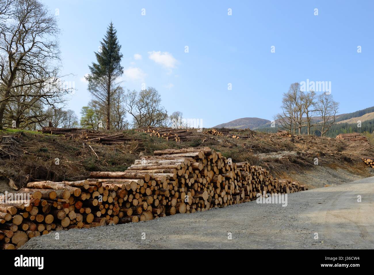 Sustainable Forestry High Resolution Stock Photography and Images - Alamy