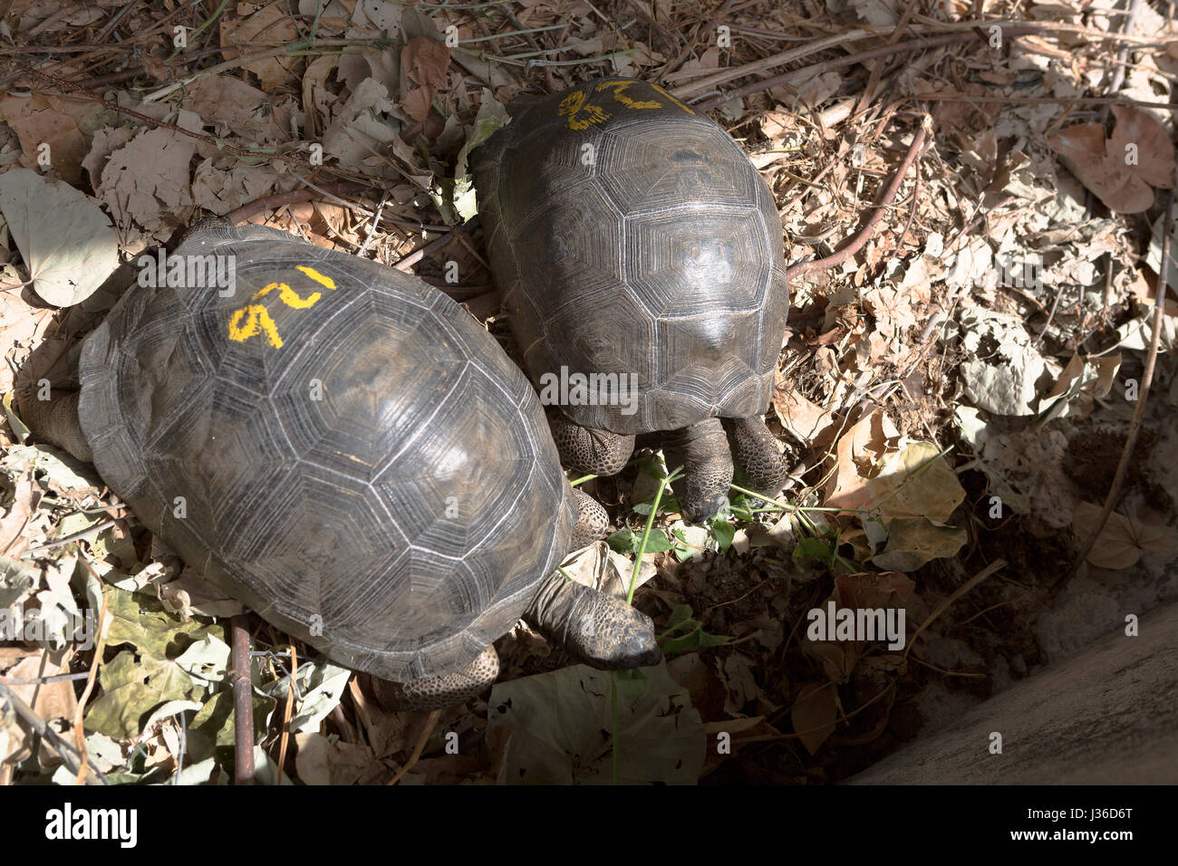 Breeding station hi-res stock photography and images - Alamy