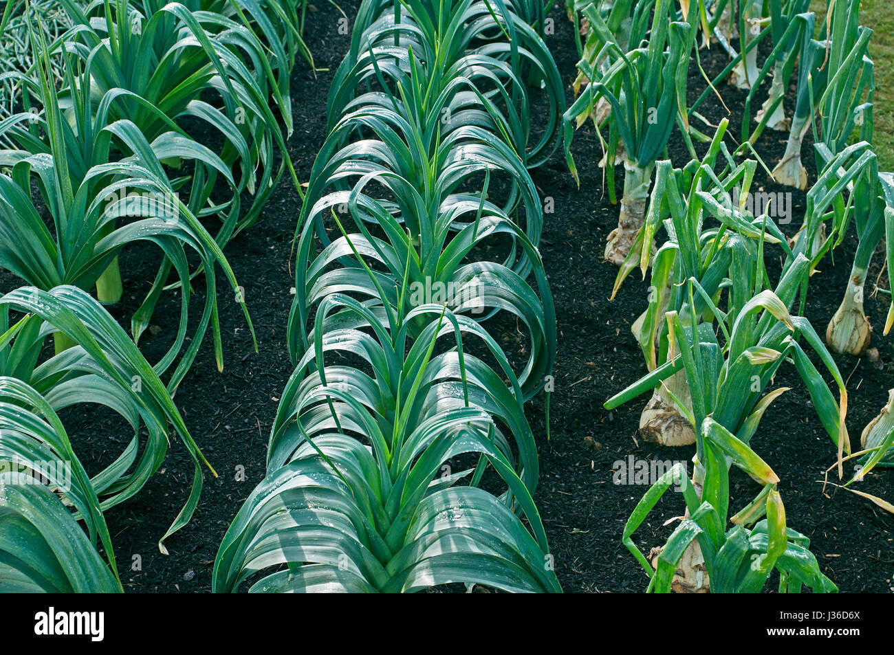 Leeks growing garden container hi-res stock photography and images - Alamy