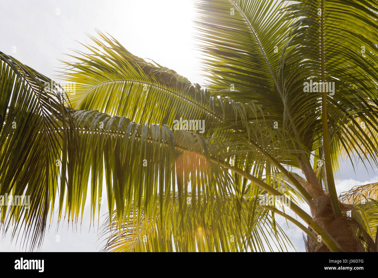 Palm trees in evening light for background Stock Photo - Alamy