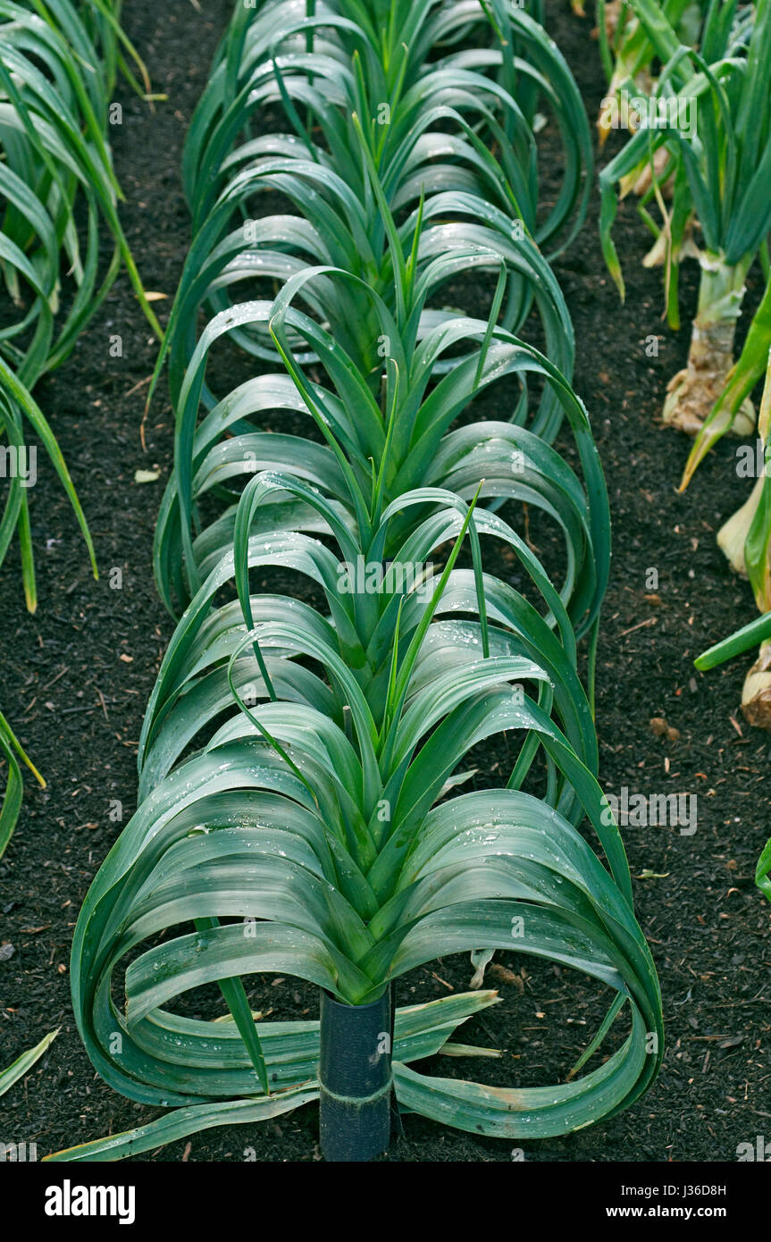 Leeks growing containers hi-res stock photography and images - Alamy