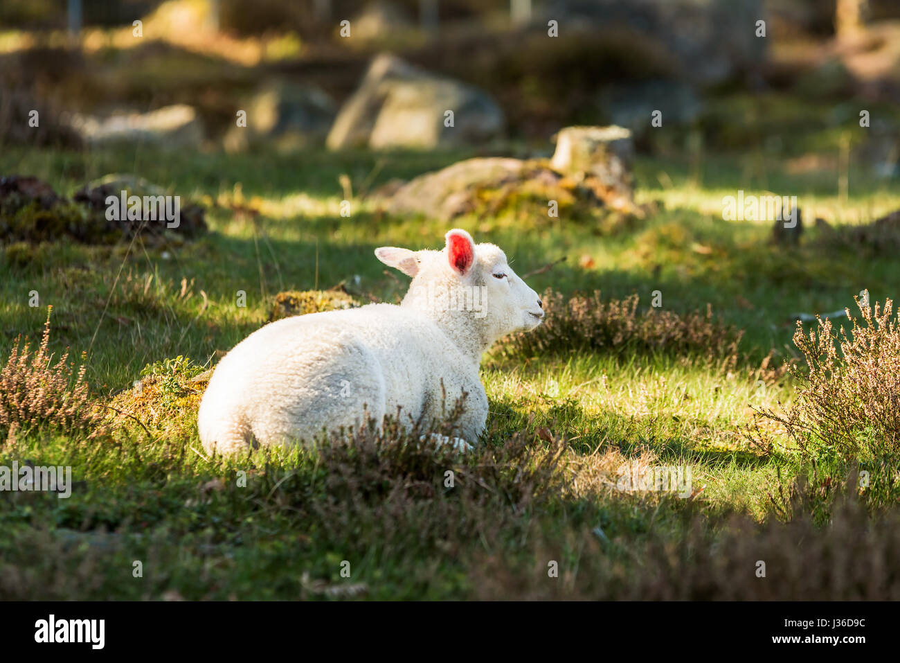 Young spring lamb resting on a sunny spot among heather Stock Photo - Alamy