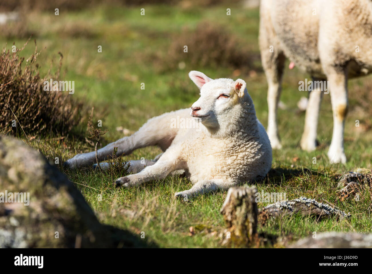 Enjoying natural spot hi-res stock photography and images - Alamy