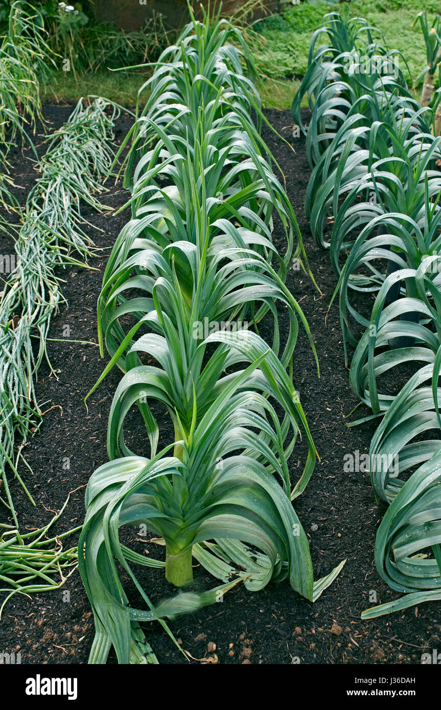 Row of Pot Leek 'Yorkshire Green' Stock Photo - Alamy