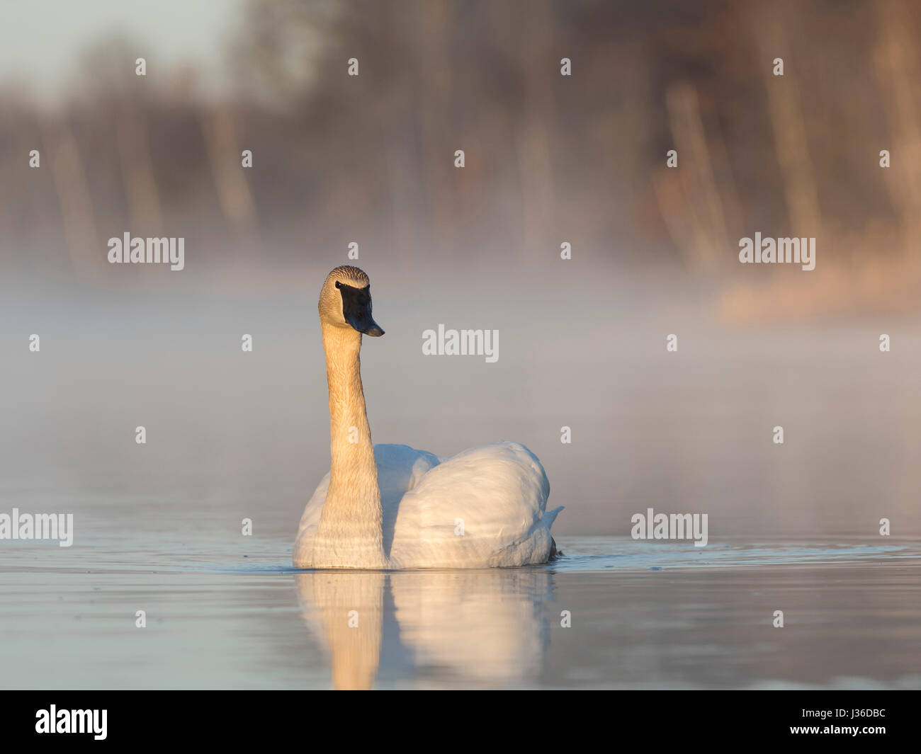 Wild Trumpeter Swans in Minnesota Stock Photo - Alamy