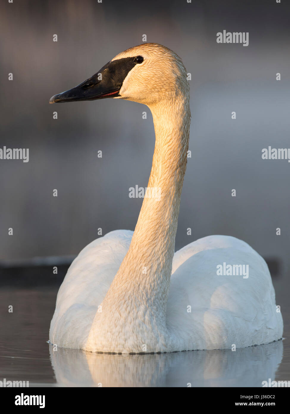 Wild Trumpeter Swans in Minnesota Stock Photo - Alamy