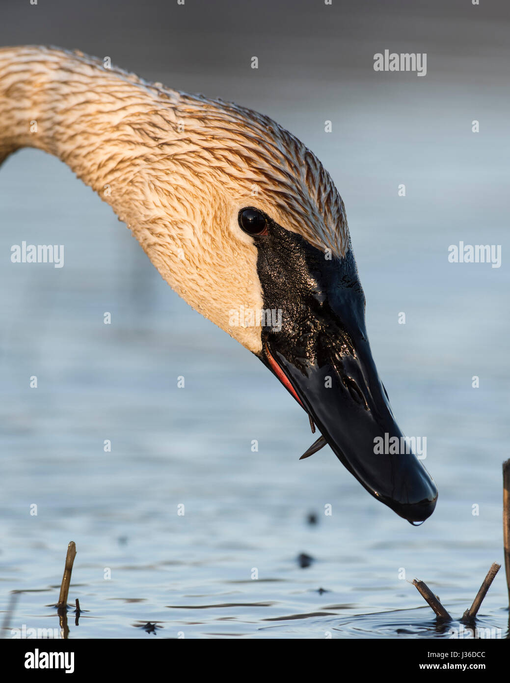 Wild Trumpeter Swans in Minnesota Stock Photo - Alamy