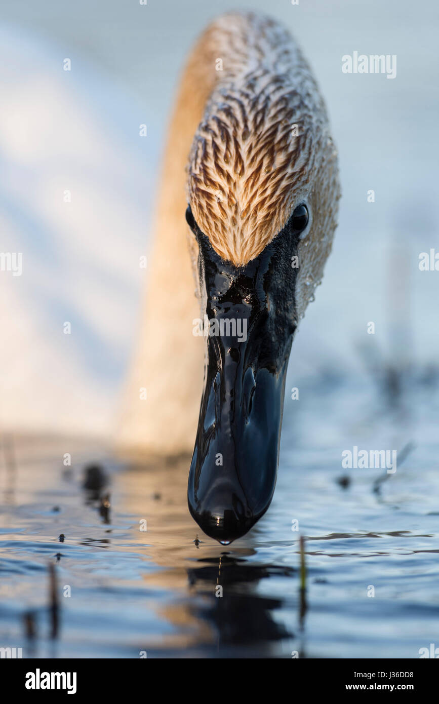 Wild Trumpeter Swans in Minnesota Stock Photo - Alamy