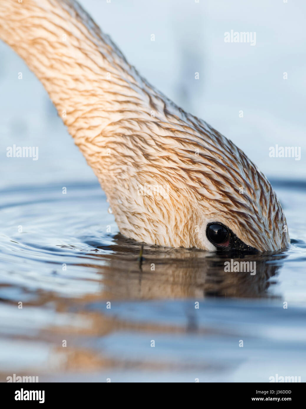 Wild Trumpeter Swans in Minnesota Stock Photo - Alamy