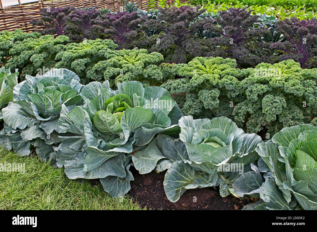 Rows of Cabbage and Kale in an allotment Stock Photo - Alamy