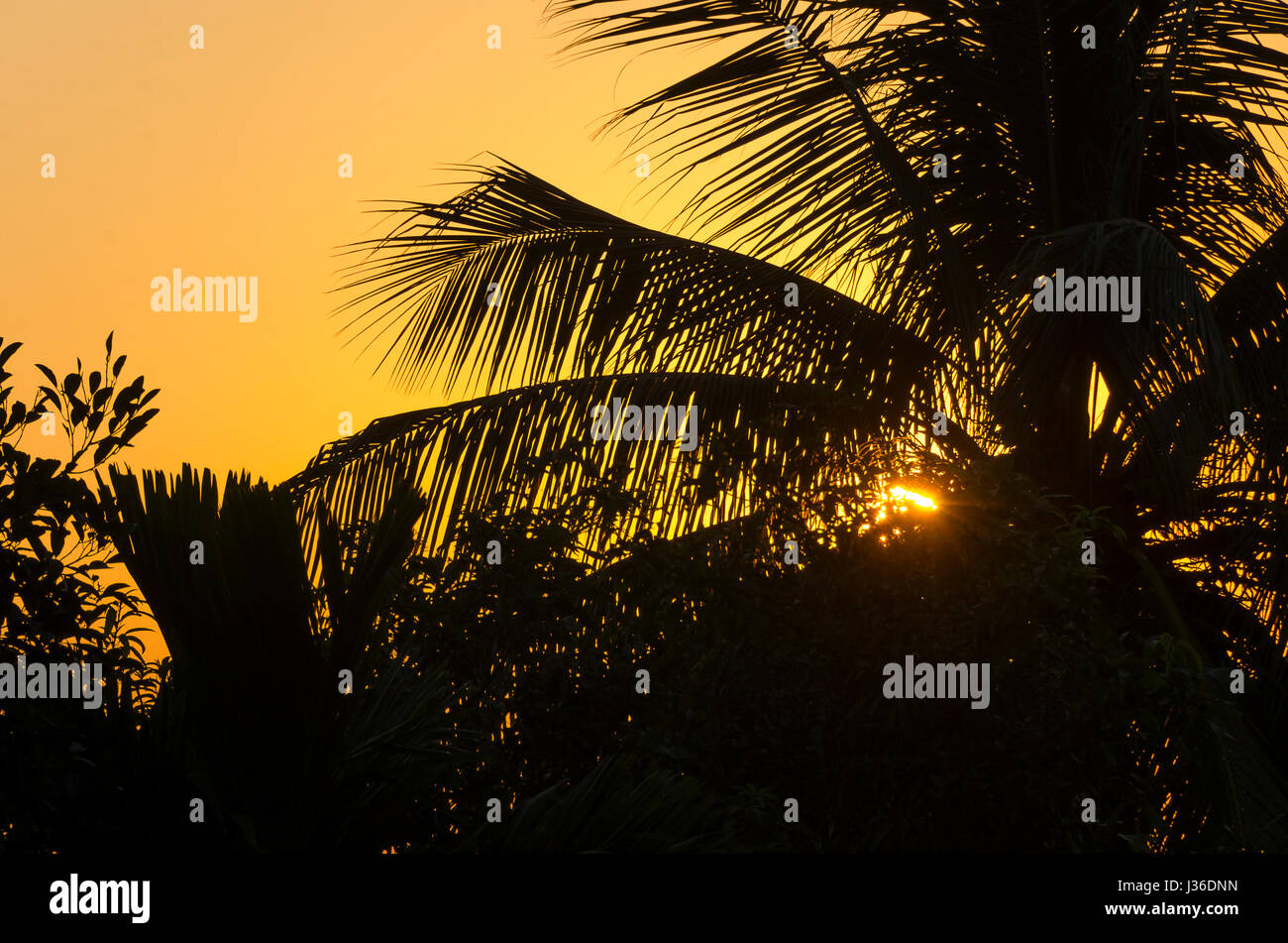 Sunset and palm tree, Yangon, Myanmar Stock Photo - Alamy