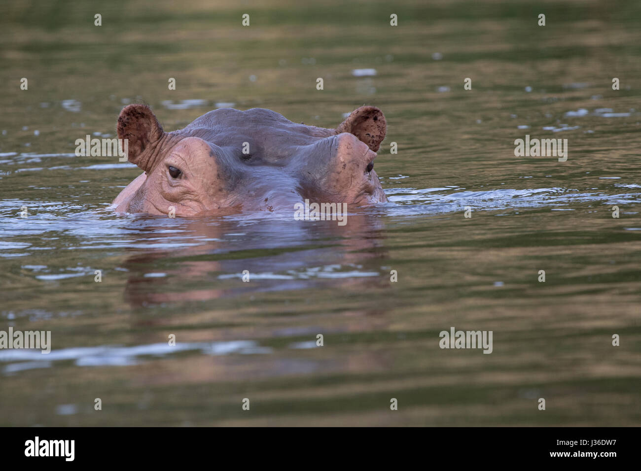 head of the hippopotamus protruding partly from the water in the Nile ...