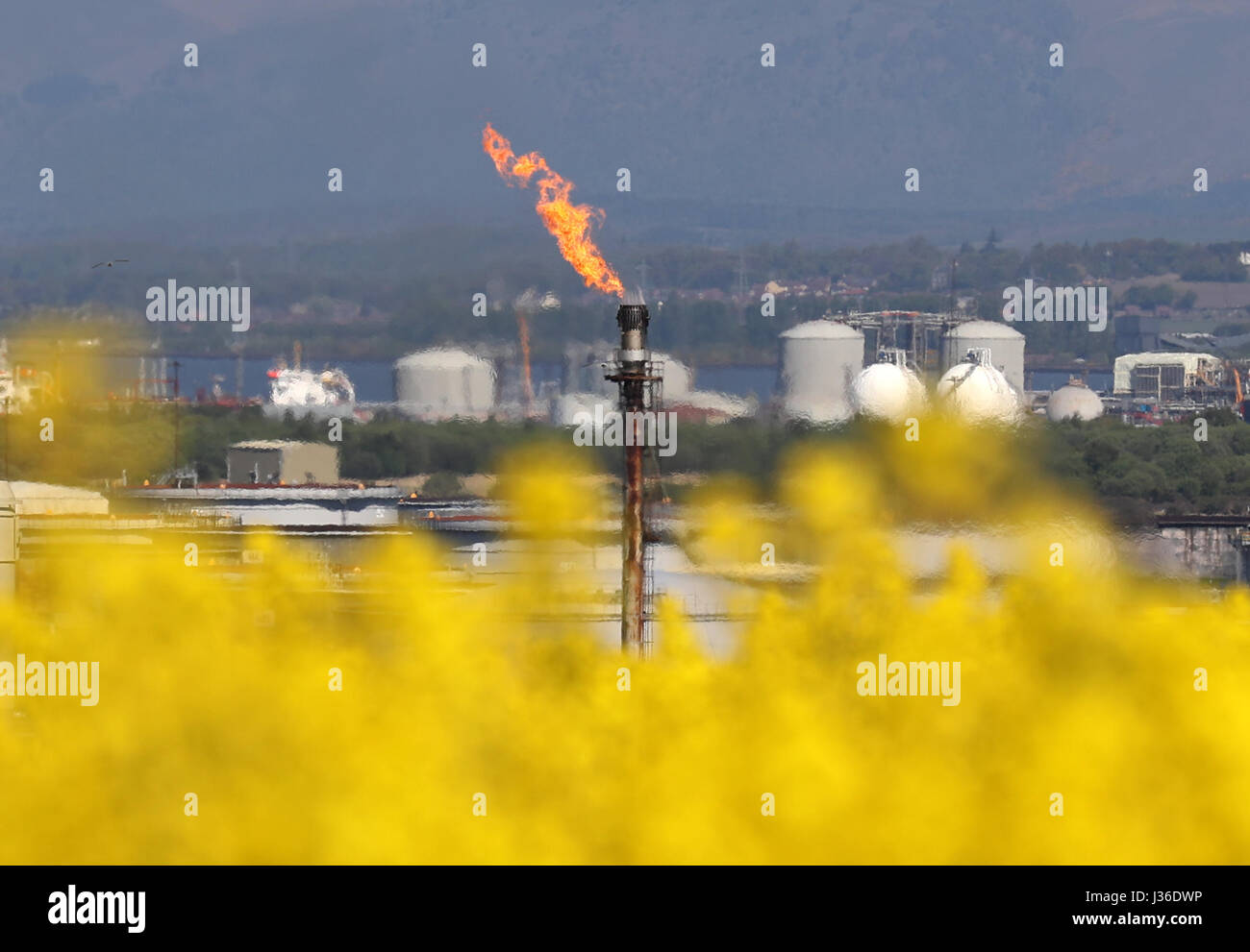 A flame burns at INEOS Grangemouth refinery next to an oilseed rape ...