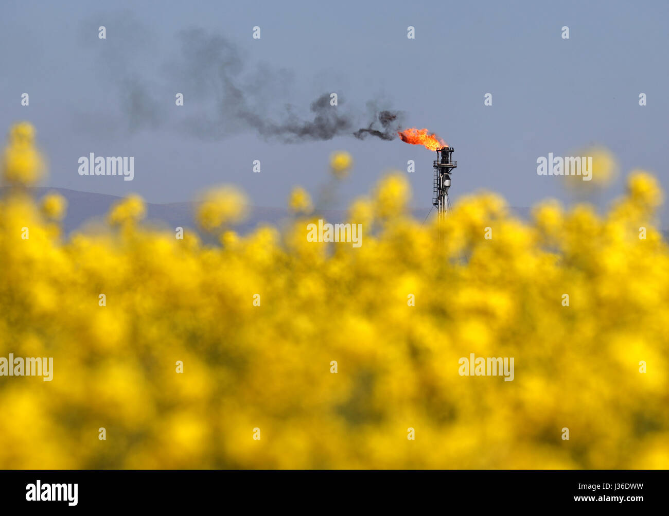A flame burns at INEOS Grangemouth refinery next to an oilseed rape ...