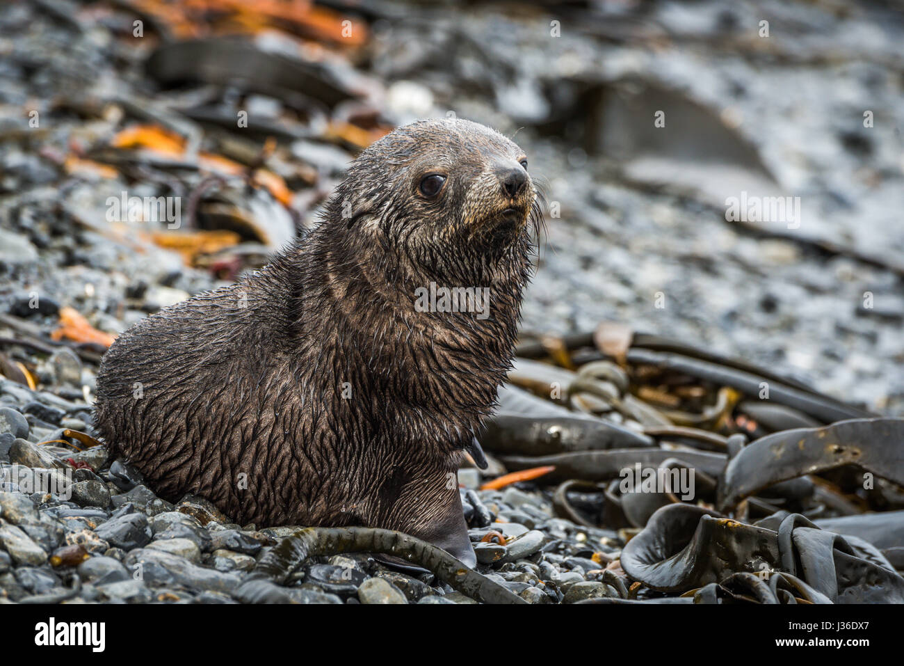 Antarctic fur seal on shingle and seaweed Stock Photo - Alamy