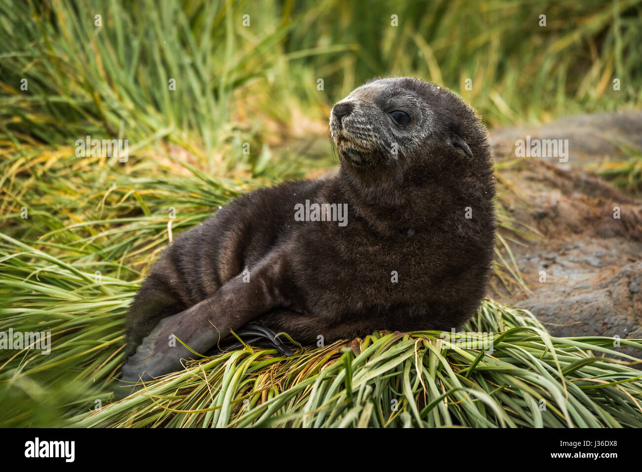 Antarctic fur seal pup on grass tussock Stock Photo - Alamy