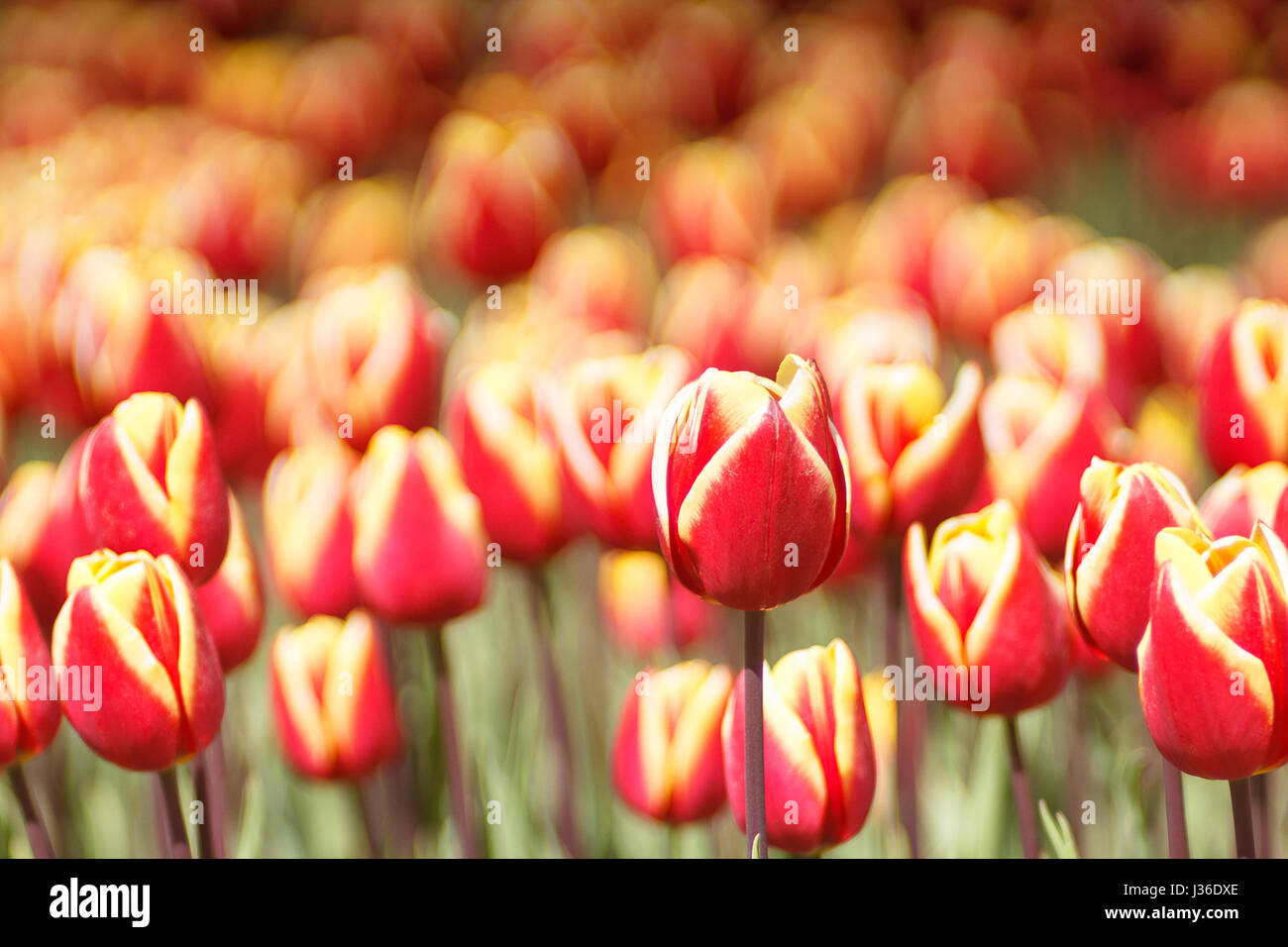 Flamed with red hi-res stock photography and images - Alamy