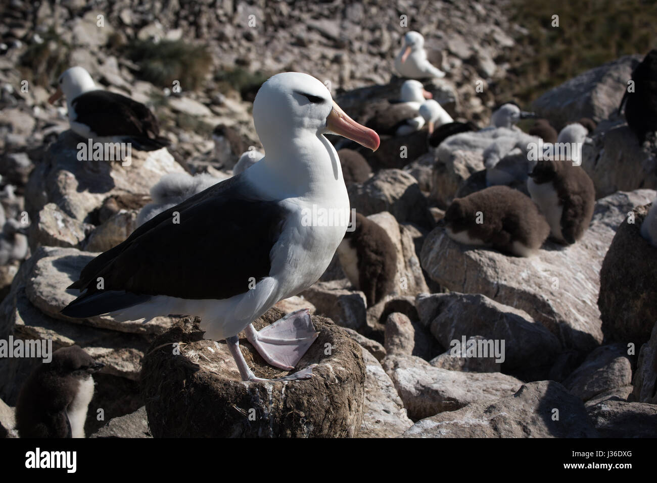 Black-browed albatross standing on nest in colony Stock Photo - Alamy