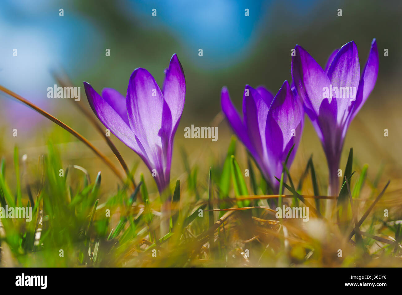 Beautiful snow crocus, Crocus chrysanthus, growing in a lawn Stock ...