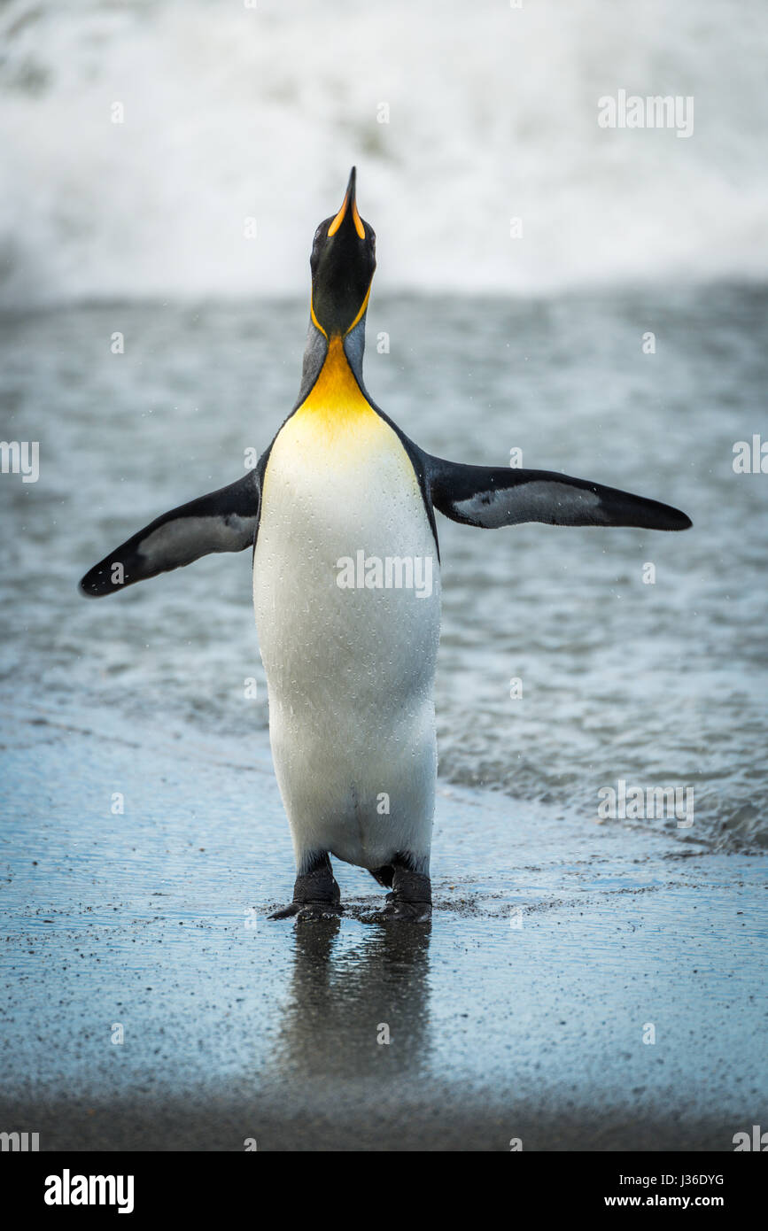 King penguin flapping flippers on wet beach Stock Photo - Alamy
