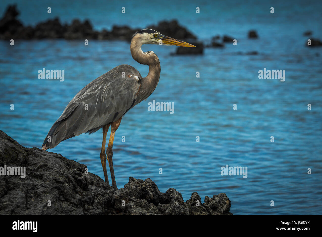 Great blue heron looking out to sea Stock Photo - Alamy