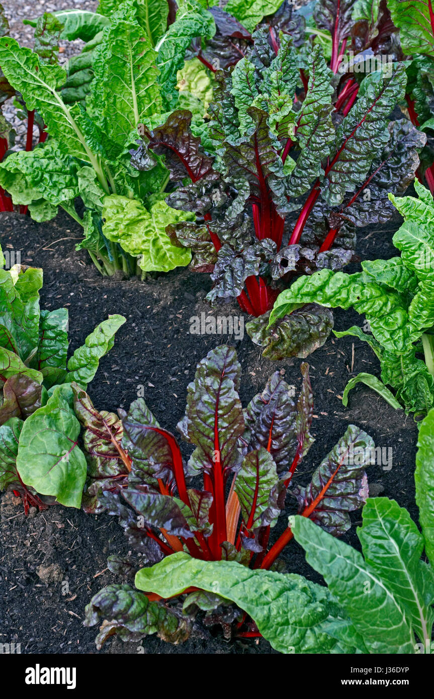 Beet leaf vegetables hi-res stock photography and images - Alamy
